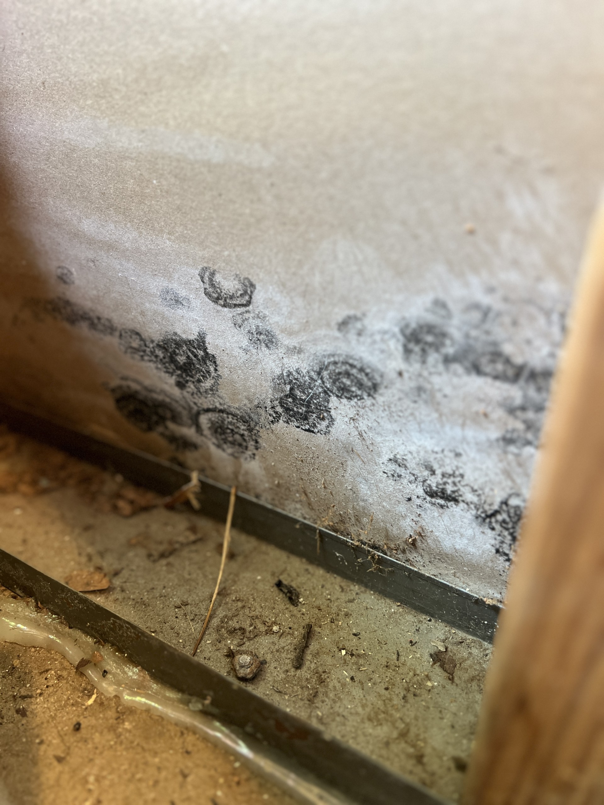 Mold can lead to Dementia & Cancer - Newhouse Restoration